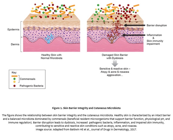 The Skin Biome and Cutaneous Homeostasis | JetPeel Skin Care